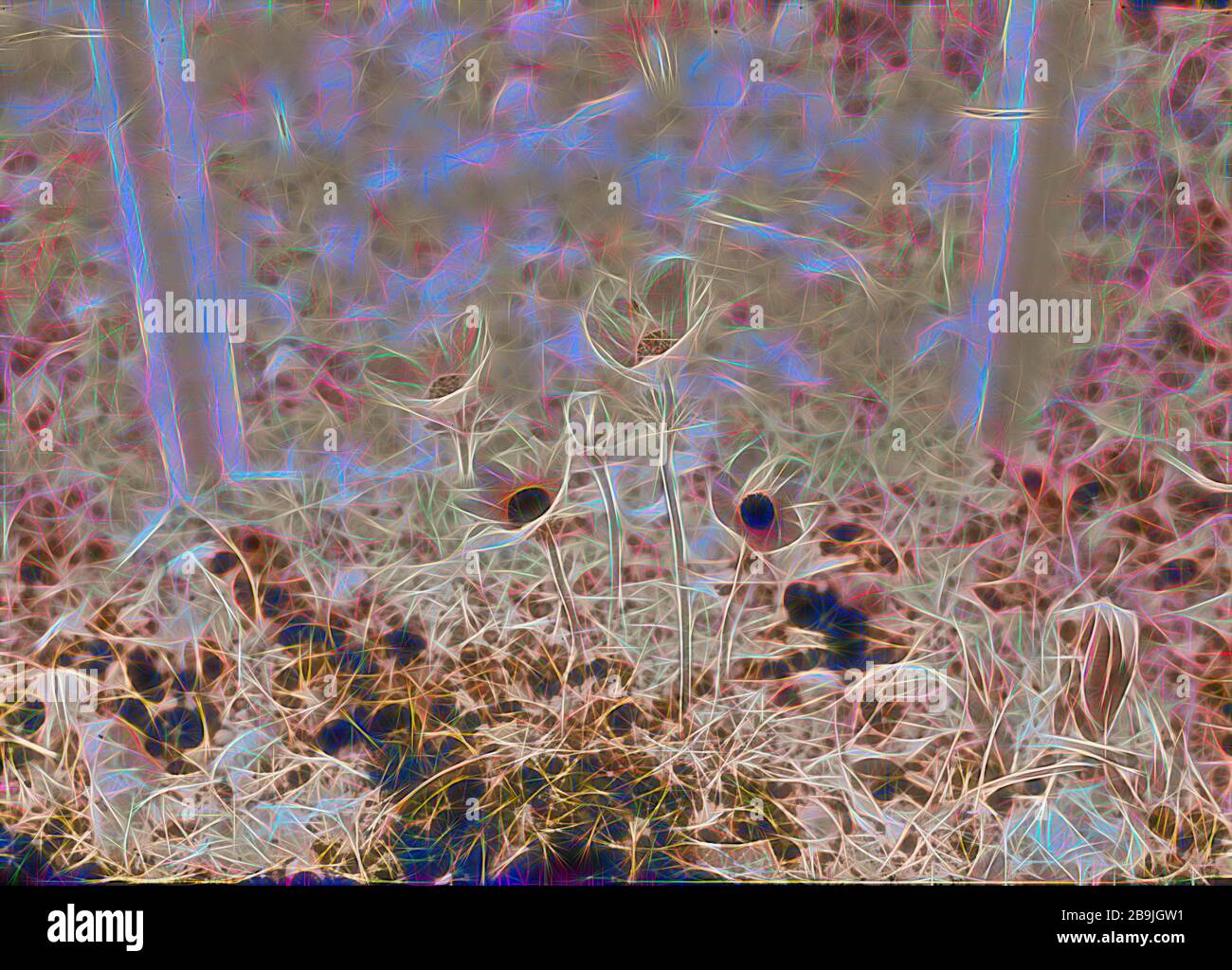 Flowers. 1898, Middle East, Israel and/or Palestine Stock Photo - Alamy