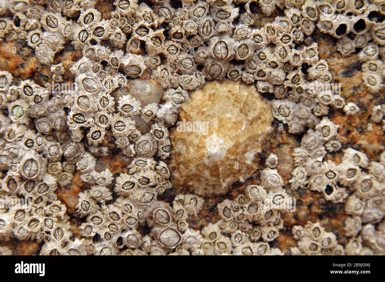 Crustanians hi-res stock photography and images - Alamy