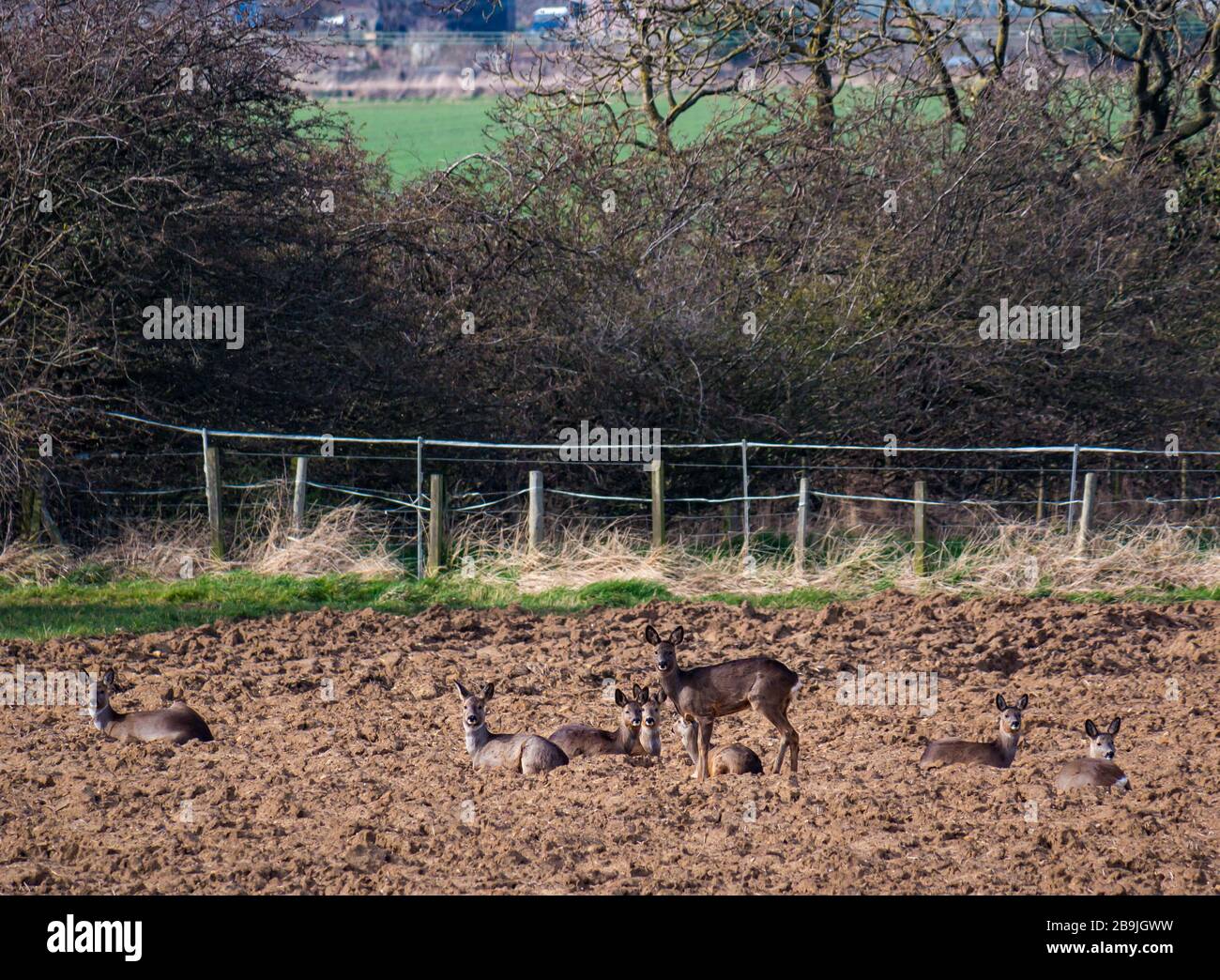 East Lothian, Scotland, United Kingdom. 24th March 2020. A herd of roe ...