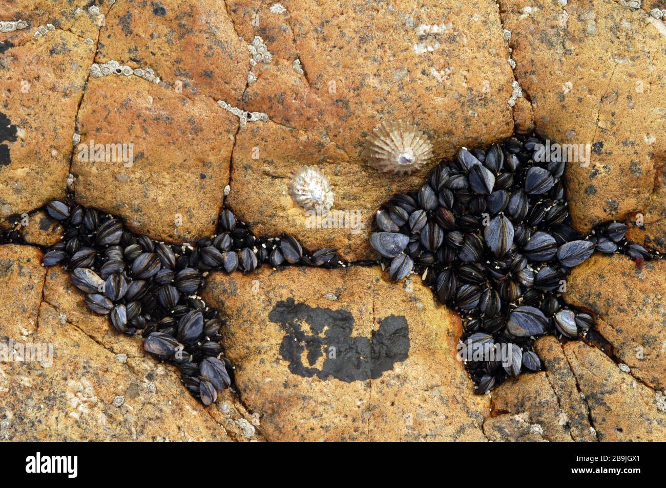 Muscles, limpets and barnacles attached to a rock along Britain's ...
