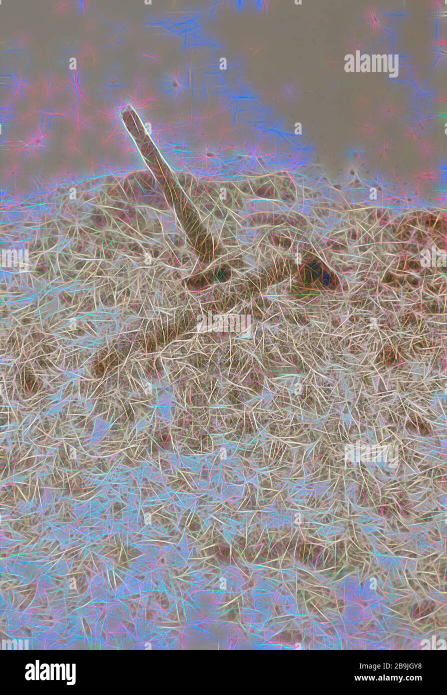 The locust plague. 1898, Middle East, Israel and/or Palestine Stock ...