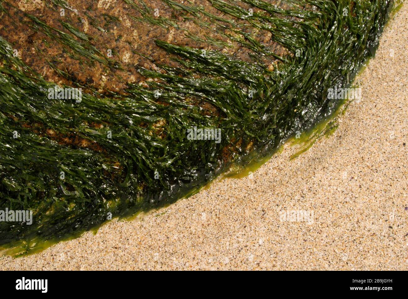 Seaweed growing on rock on sand beach along the British coastline Stock ...