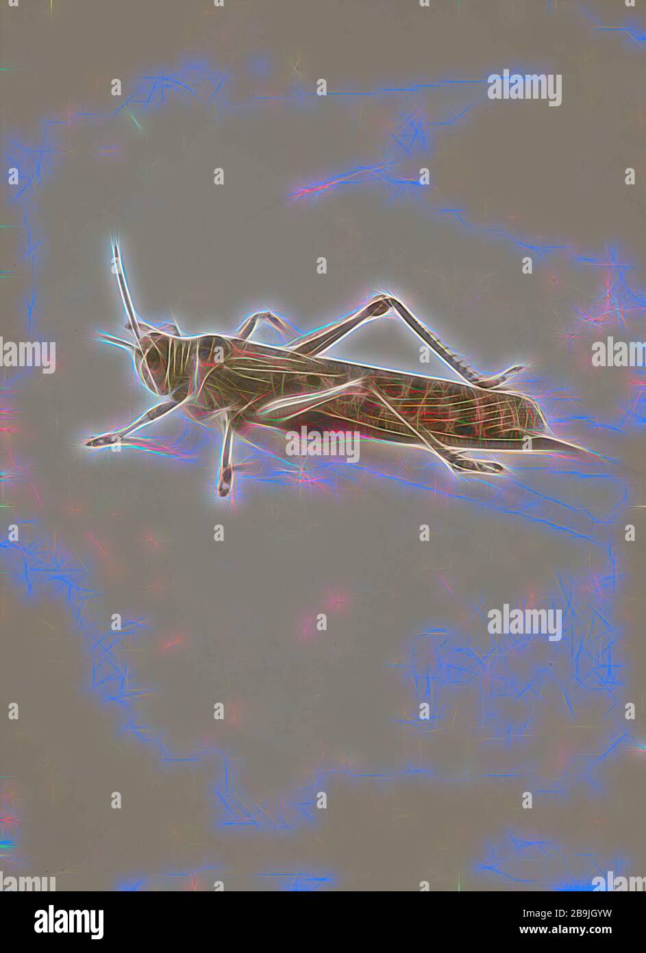 Locust final stage. 1898, Middle East, Israel and/or Palestine Stock ...