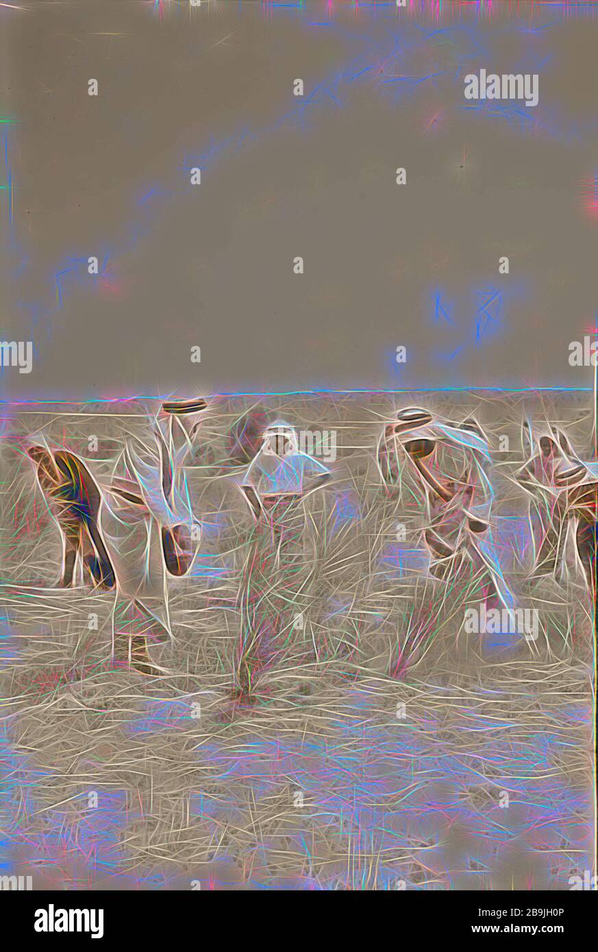 Locust plague. 1898, Middle East, Israel and/or Palestine Stock Photo ...