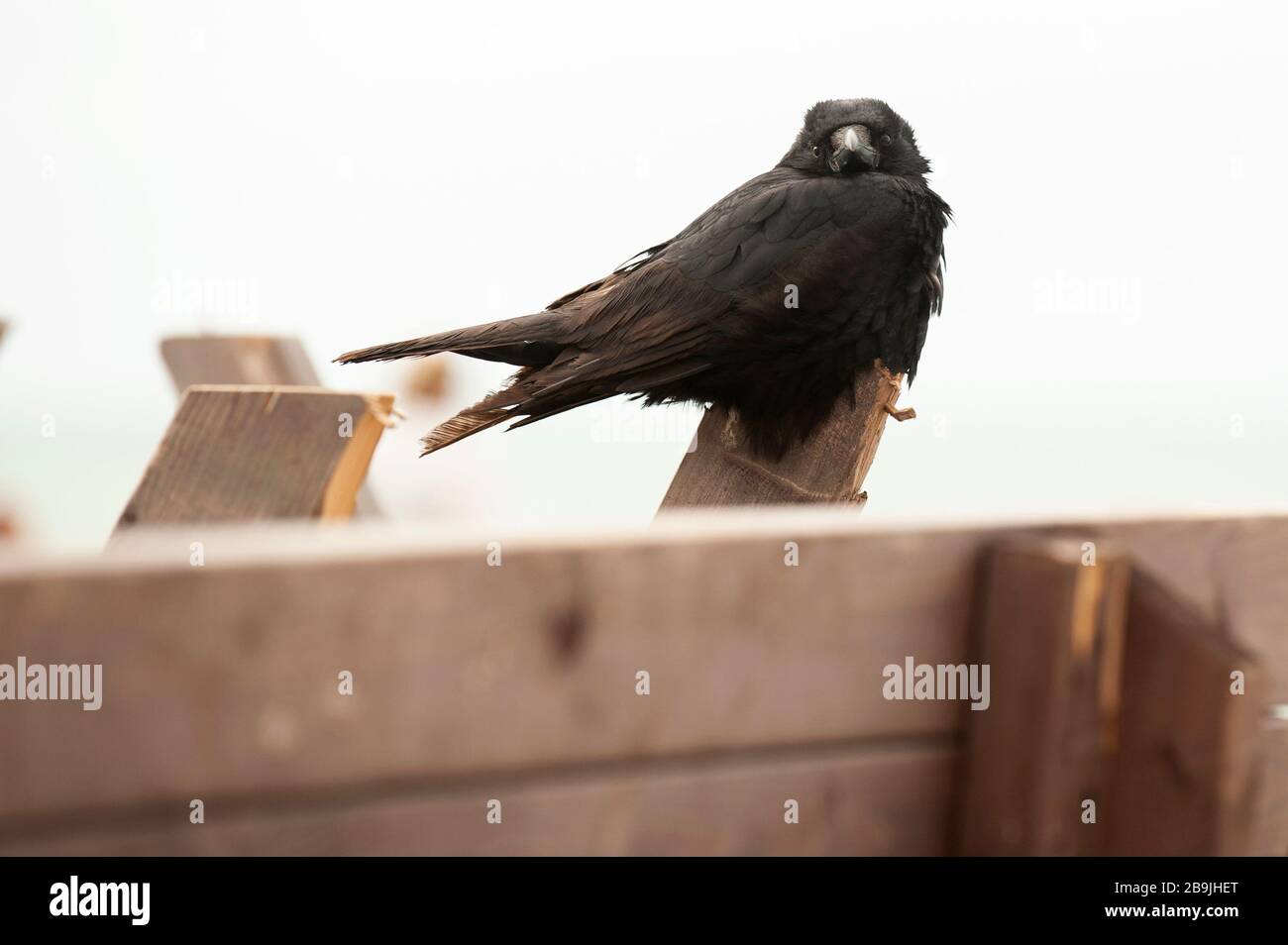 Black crow sitting on wooden post that formed part of the coastal ...