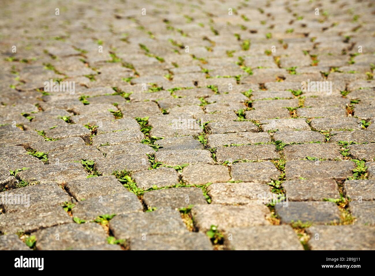 footpath with a growing grass between stones. abstract background Stock ...