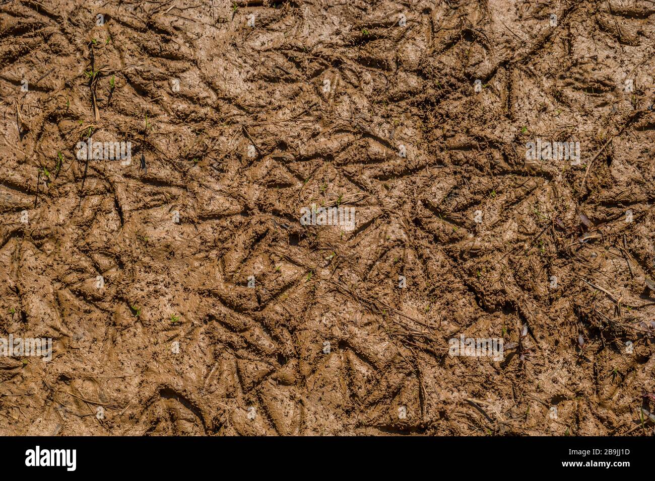 Geese footprints hi-res stock photography and images - Alamy