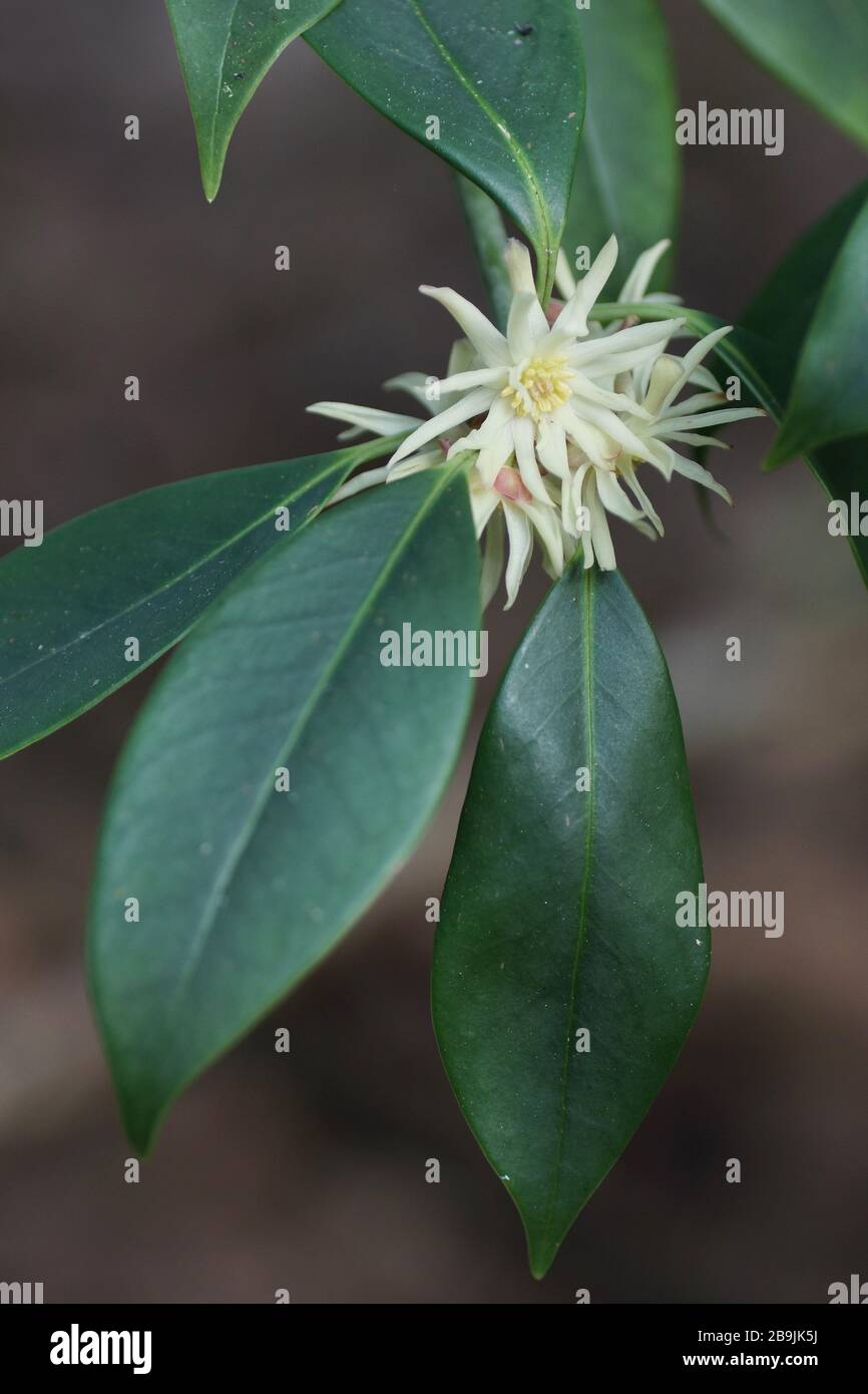 English species hi-res stock photography and images - Alamy