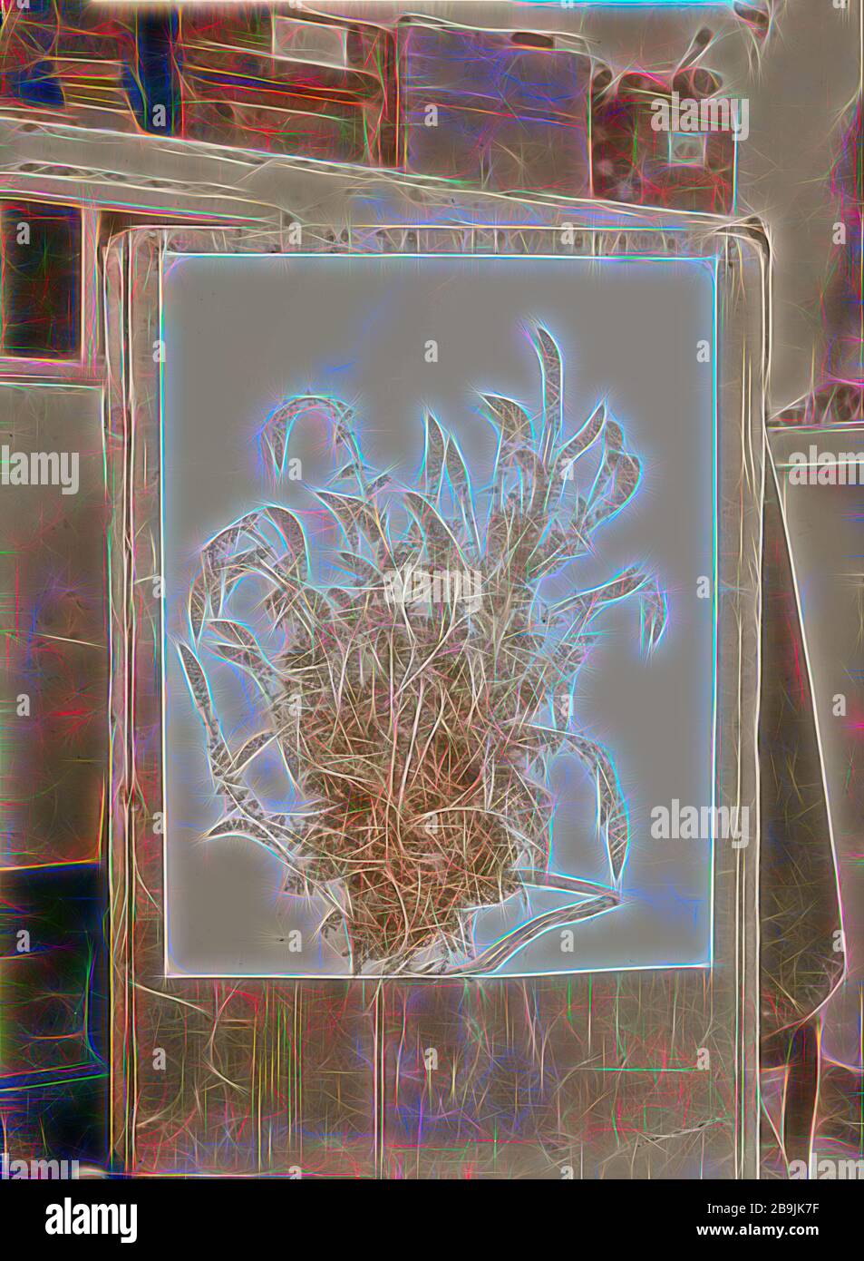 White Mignonette (Reseda alba L). 1900 Stock Photo - Alamy