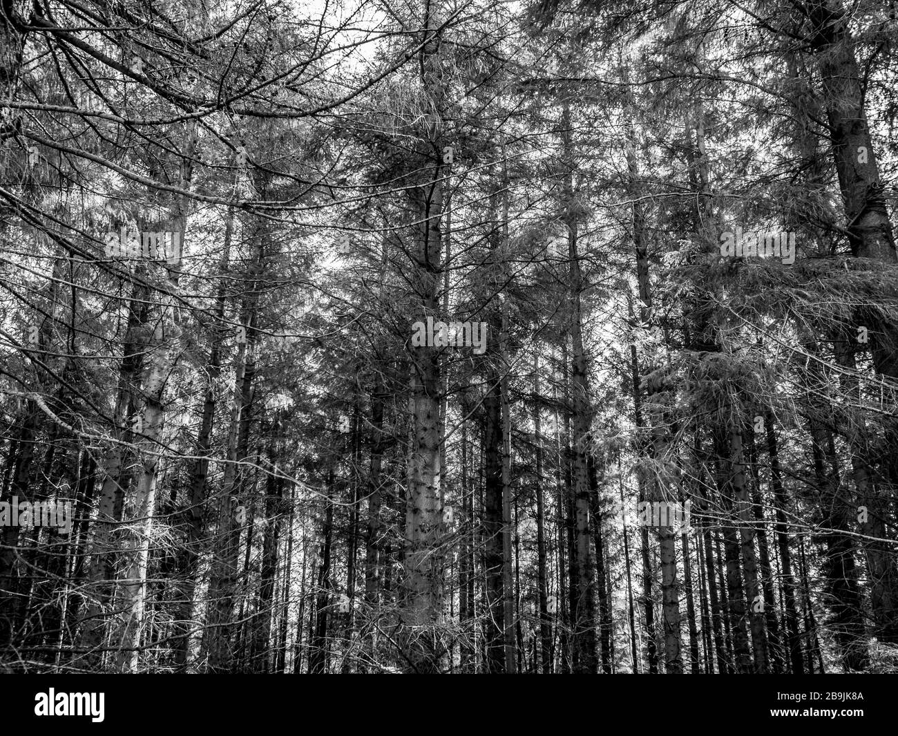 Trees in forest Stock Photo - Alamy