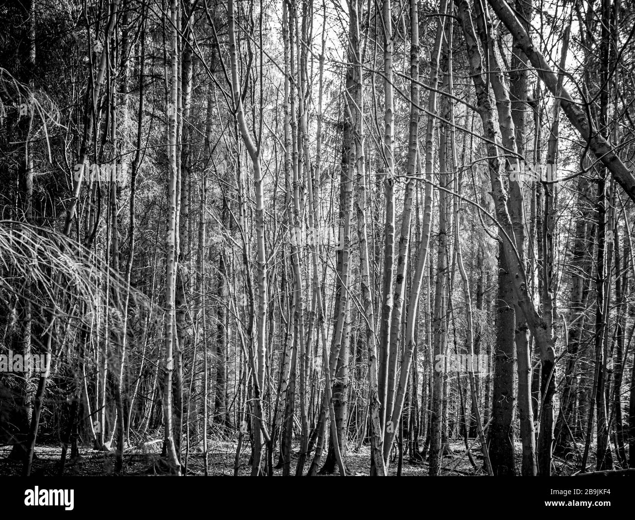 Tree trunks dense hi-res stock photography and images - Alamy