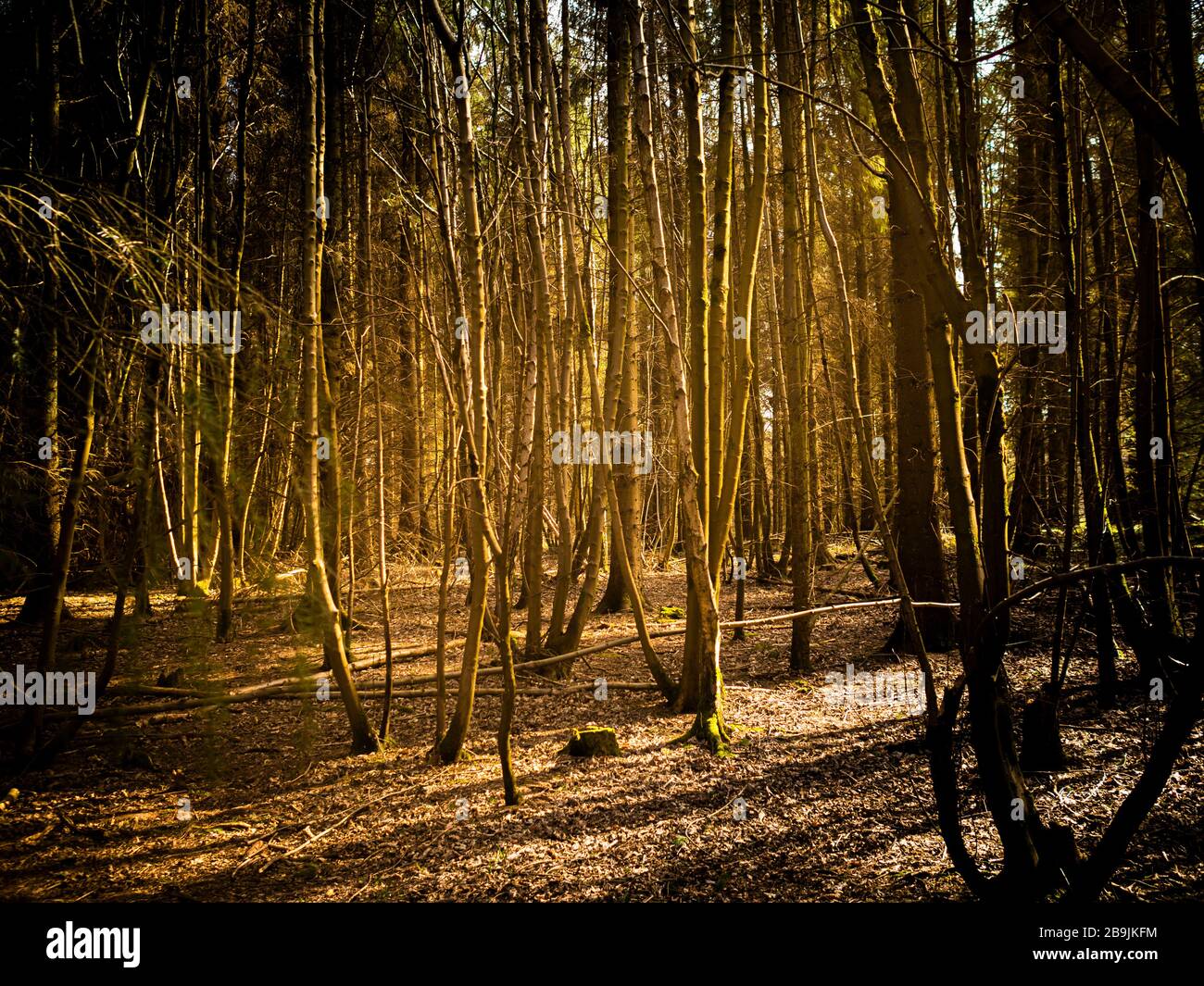 Trees in forest Stock Photo - Alamy