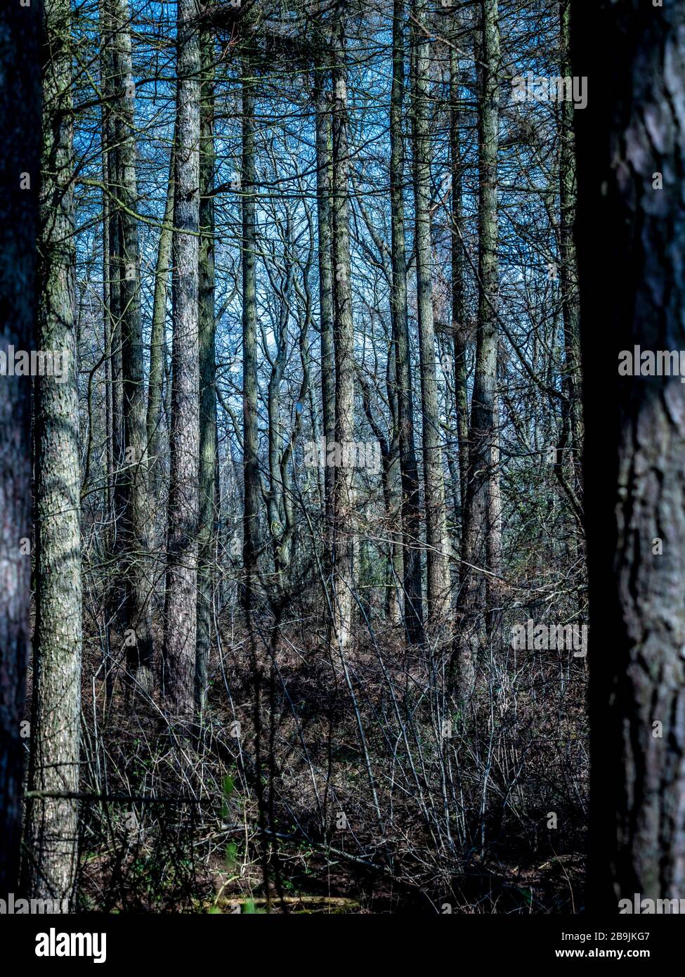 Cant see the forest for the trees hi-res stock photography and images ...