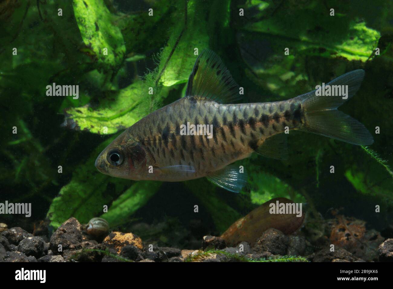 Checkered barb oliotius oligolepis hi-res stock photography and images ...