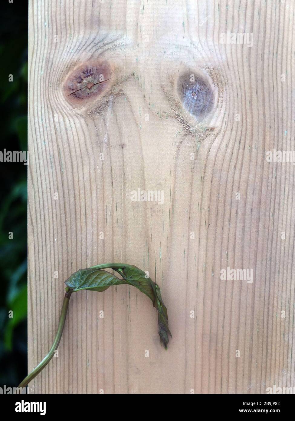 Danny fitzpatrick hi-res stock photography and images - Alamy