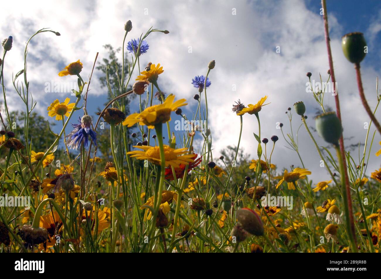 Brighton wild flowers hi-res stock photography and images - Alamy