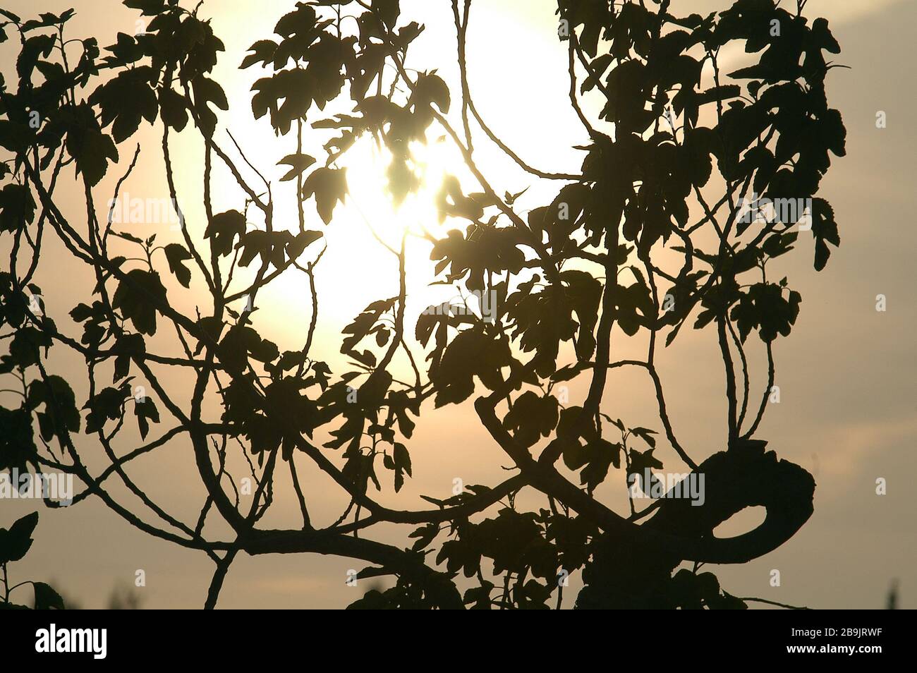 Sun setting with tree hi-res stock photography and images - Alamy