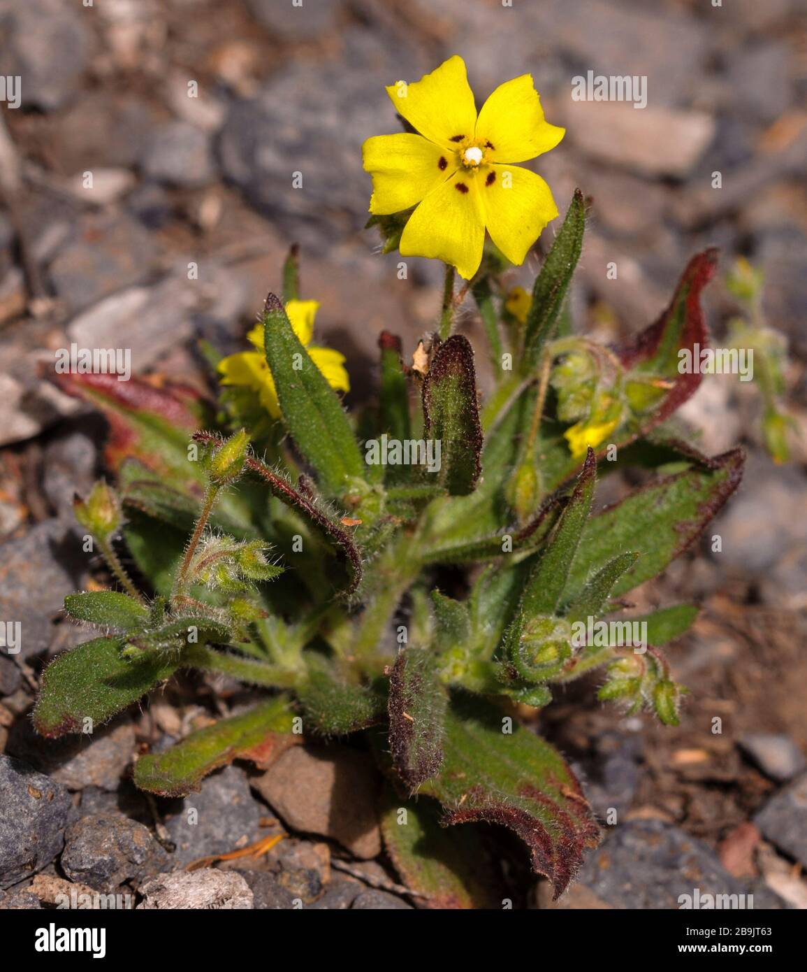 Tuberaria hi-res stock photography and images - Alamy