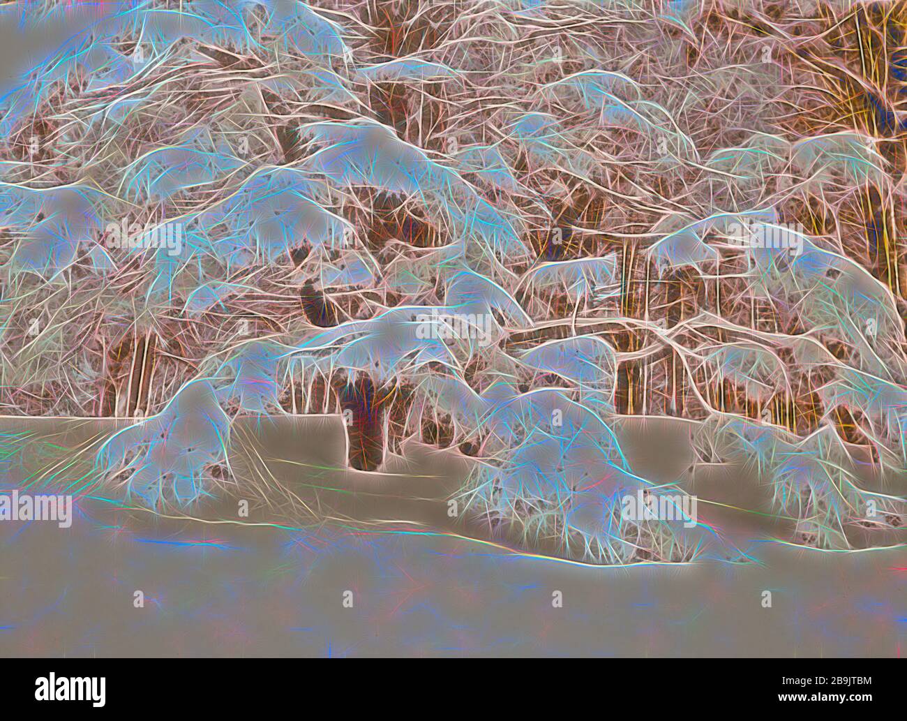 Cedars, flat [?] spreading cedar branches weighted with snow. 1946 ...