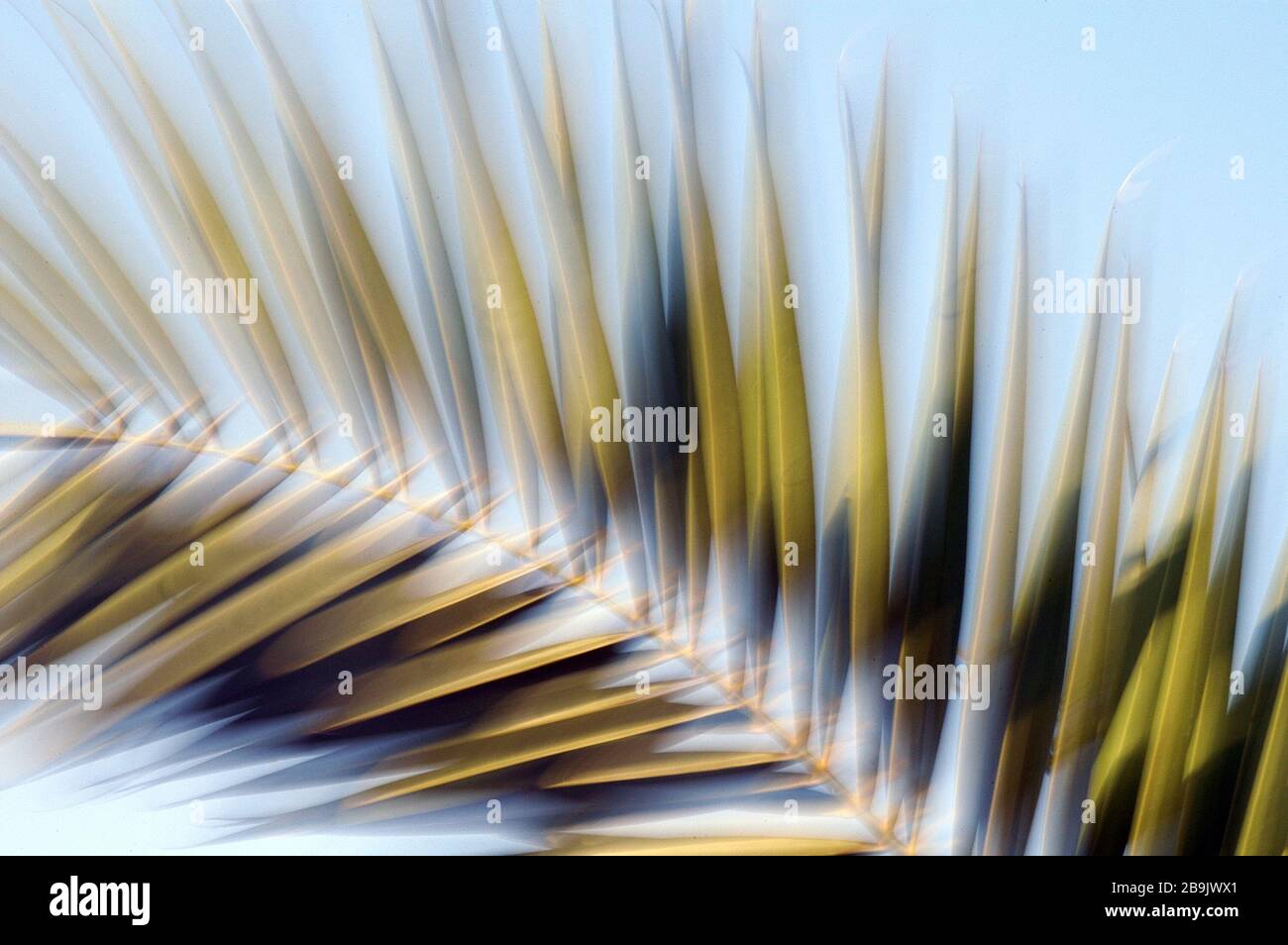 Brighton palm tree hi-res stock photography and images - Alamy