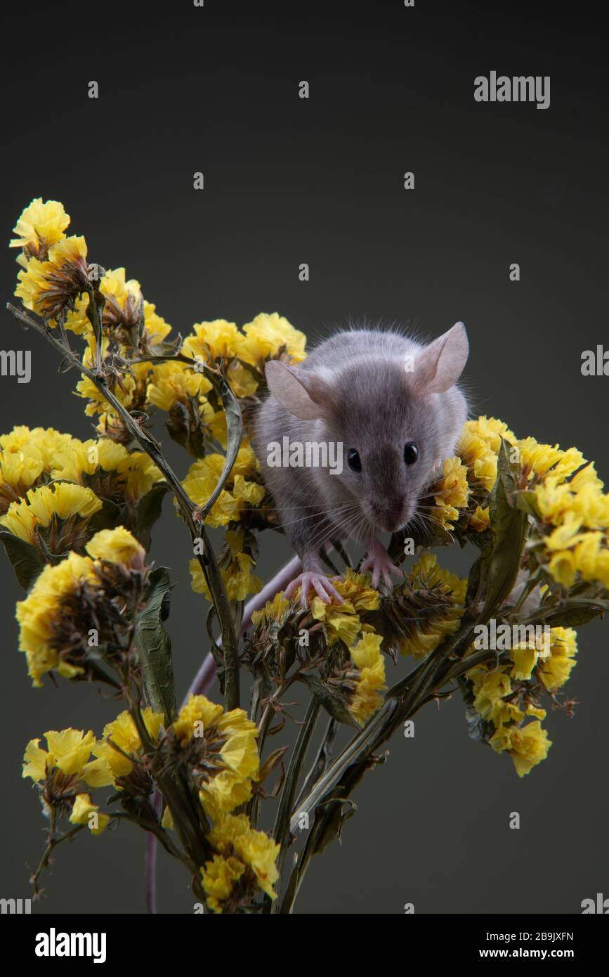 studio, mouse, rodent, animal, mammal, cute, white, isolated, rat, tail ...