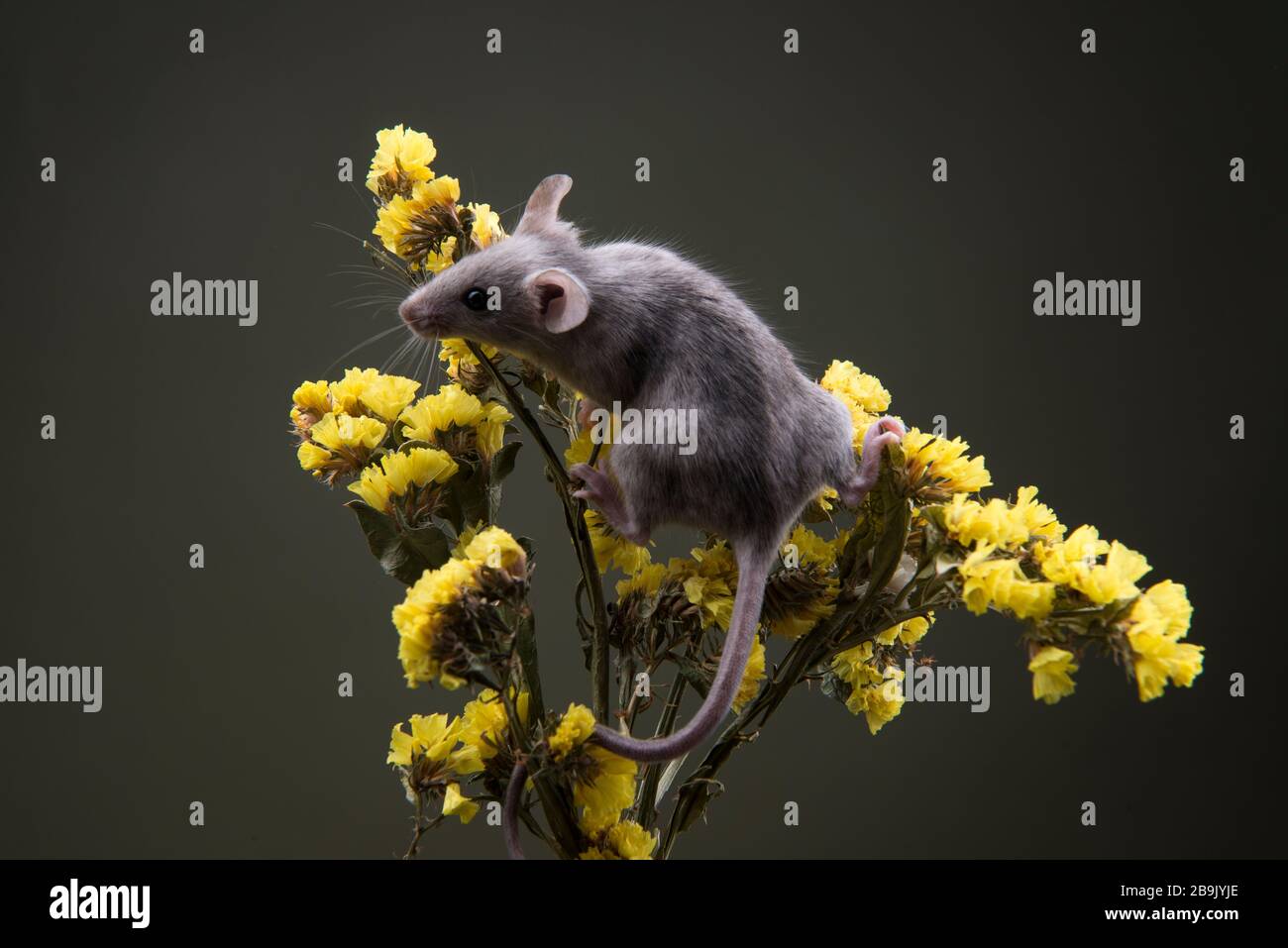 studio, mouse, rodent, animal, mammal, cute, white, isolated, rat, tail ...