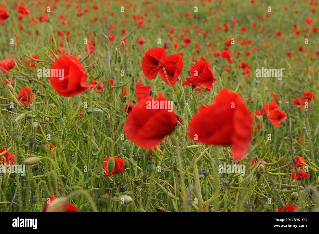 Poppy Field Brighton High Resolution Stock Photography and Images - Alamy