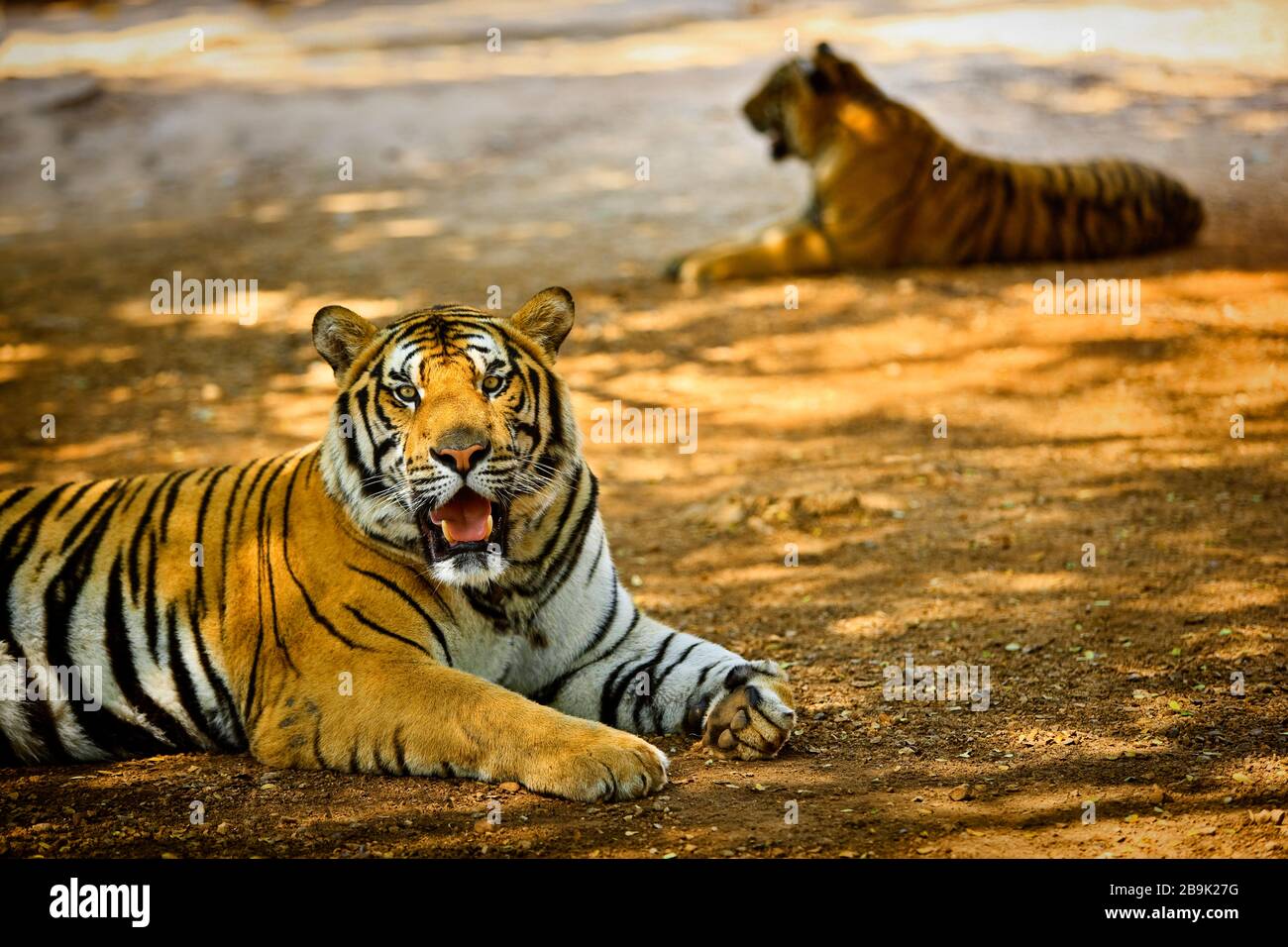 Bangkok tigers hi-res stock photography and images - Alamy