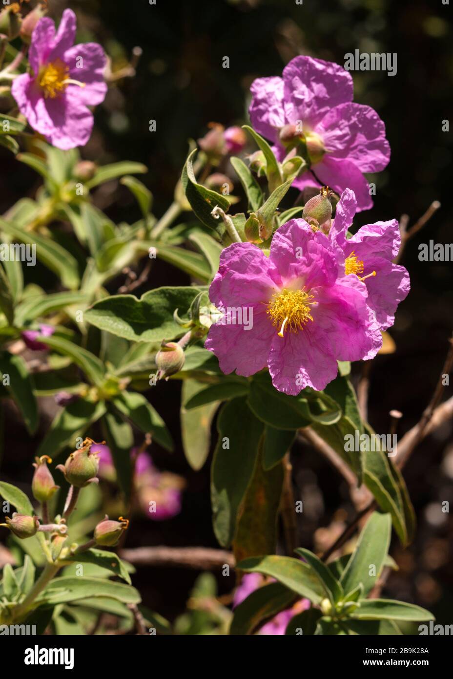 Cistus chinamadensis ssp. gomerae Stock Photo - Alamy