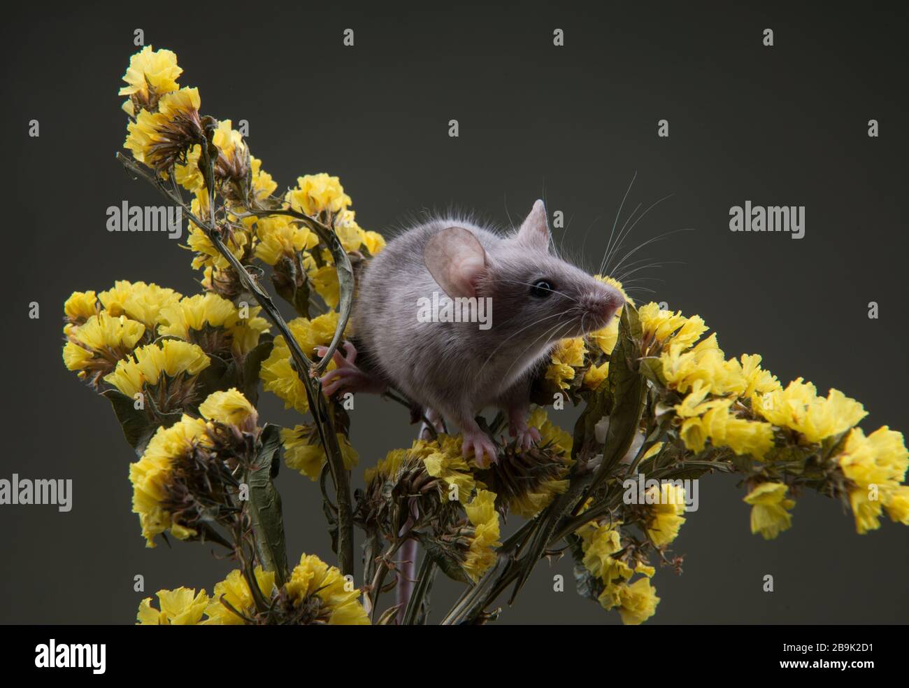 studio, mouse, rodent, animal, mammal, cute, white, isolated, rat, tail ...