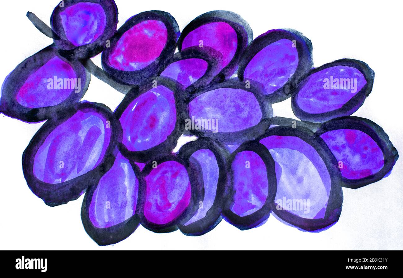 Watercolor stylized image of a bunch of purple grapes, isolated on a ...