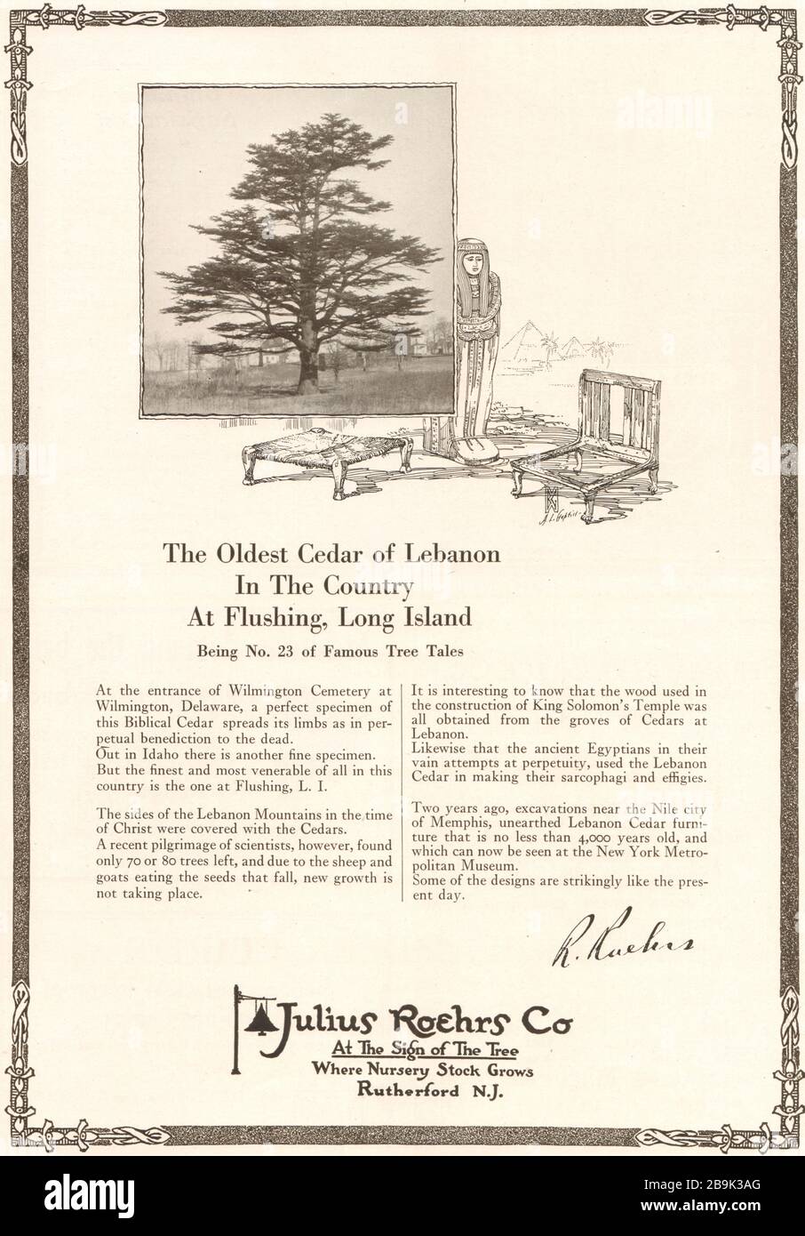 The oldest Cedar of Lebanon in the country at Flushing, Long Island ...