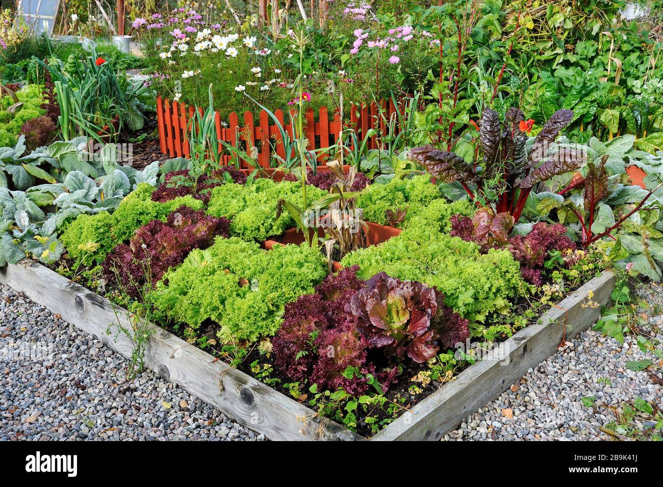Plot of vegetables, sallad, cabbage and flowers Stock Photo - Alamy