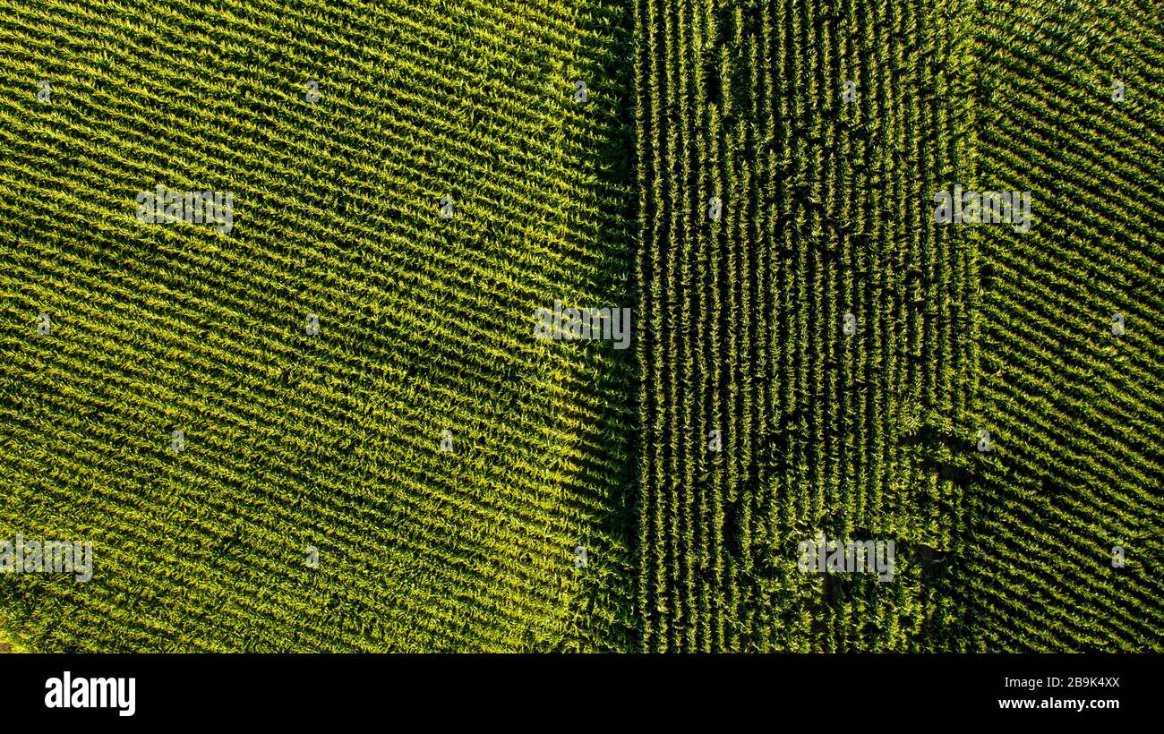 Aerial view agriculture corn Stock Photo - Alamy