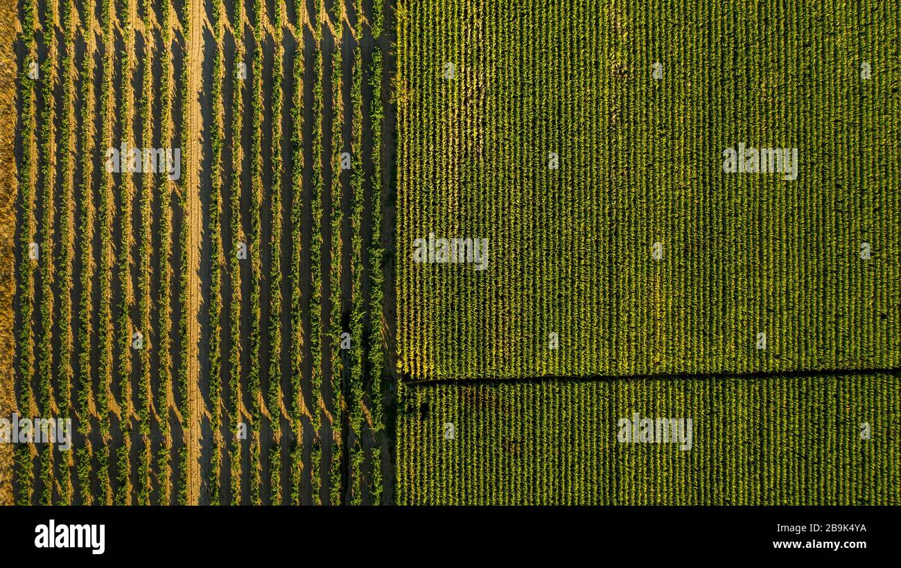 Aerial view agriculture corn Stock Photo - Alamy