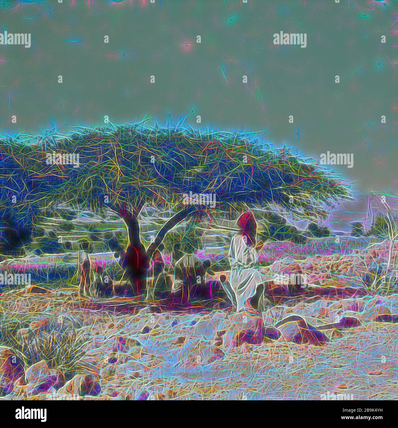 Trees and shrubs, Shittim tree at Engedi. (Ancacia Seyal Del.) 1925 ...