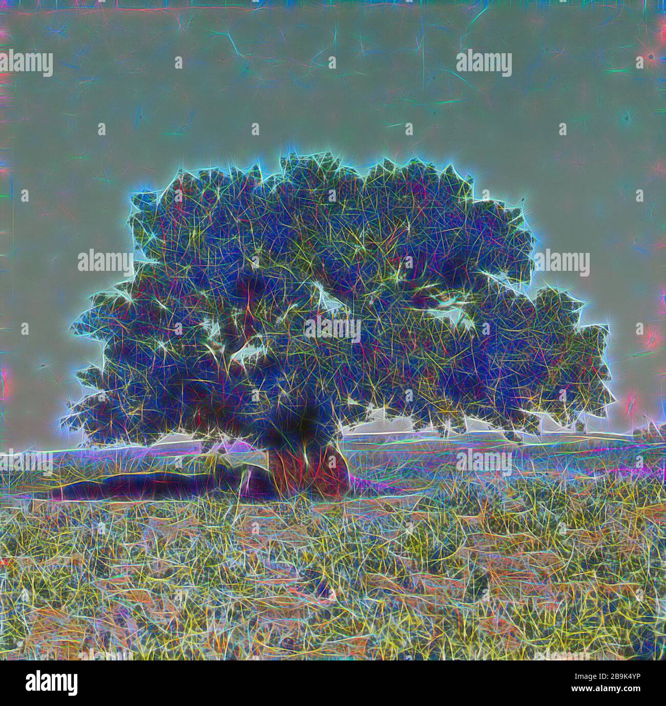 Trees and shrubs, Sycomore tree. (Ficus sycomorus L.). 1925, Middle ...