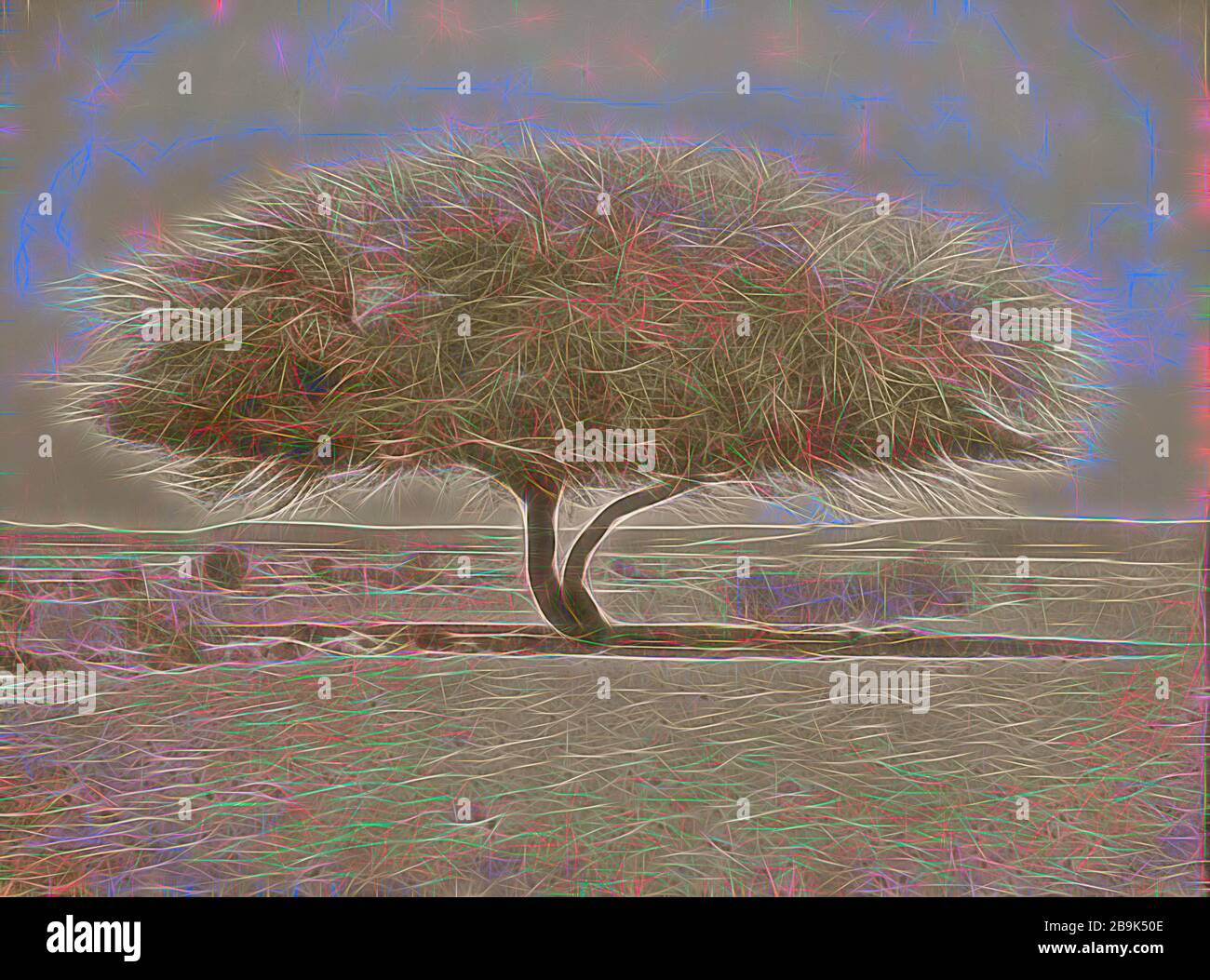 Agriculture, Acacia tree in the desert, near Asluj. Acacia Tortilis ...