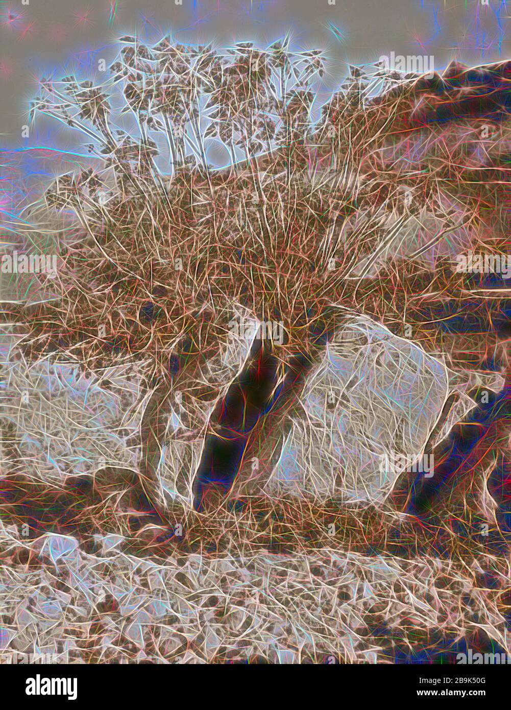 Tree Splitting Rock High Resolution Stock Photography and Images - Alamy