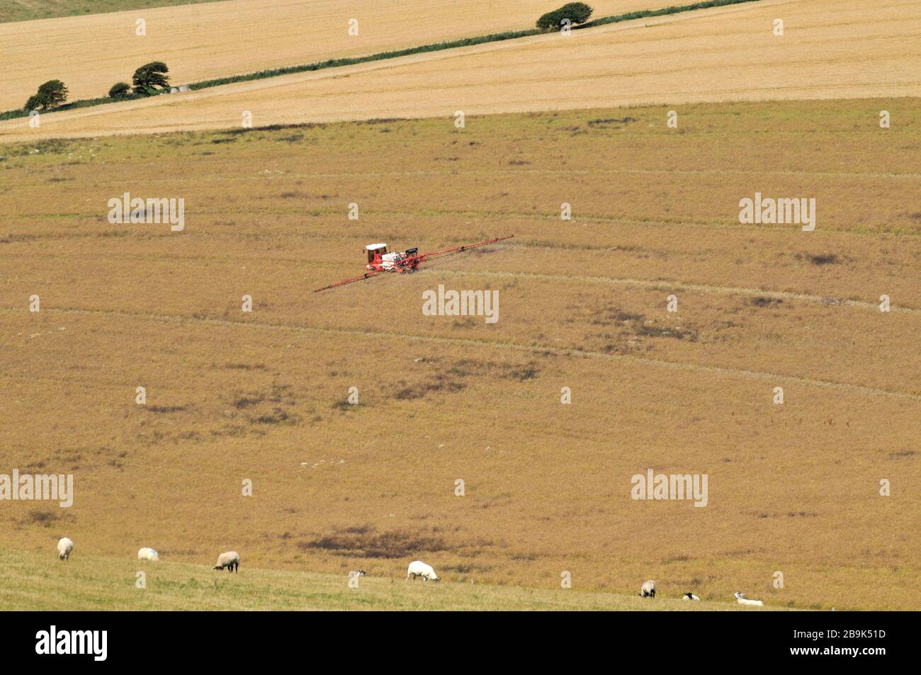 Sheep in field with farmer driving agricultural sprayer in wheat field ...