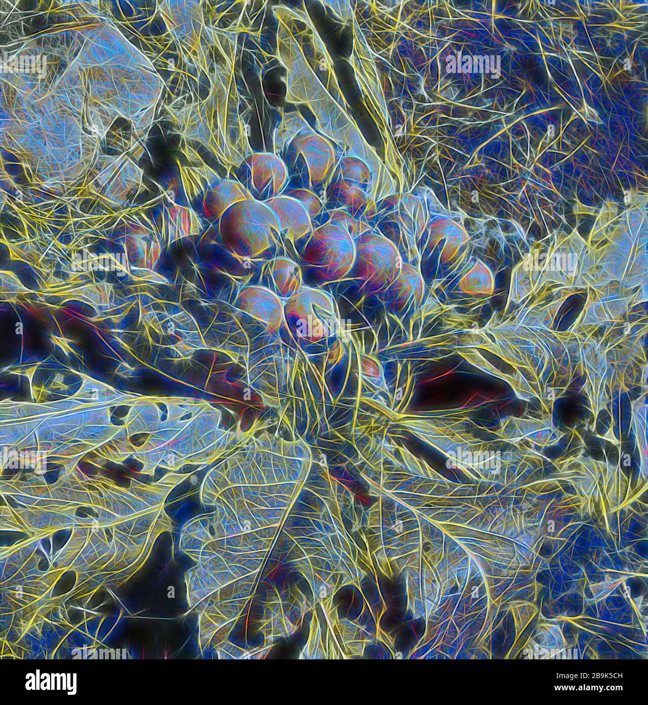 Wild flowers of Palestine. Mandrake with fruit (Mandragora officinarum ...