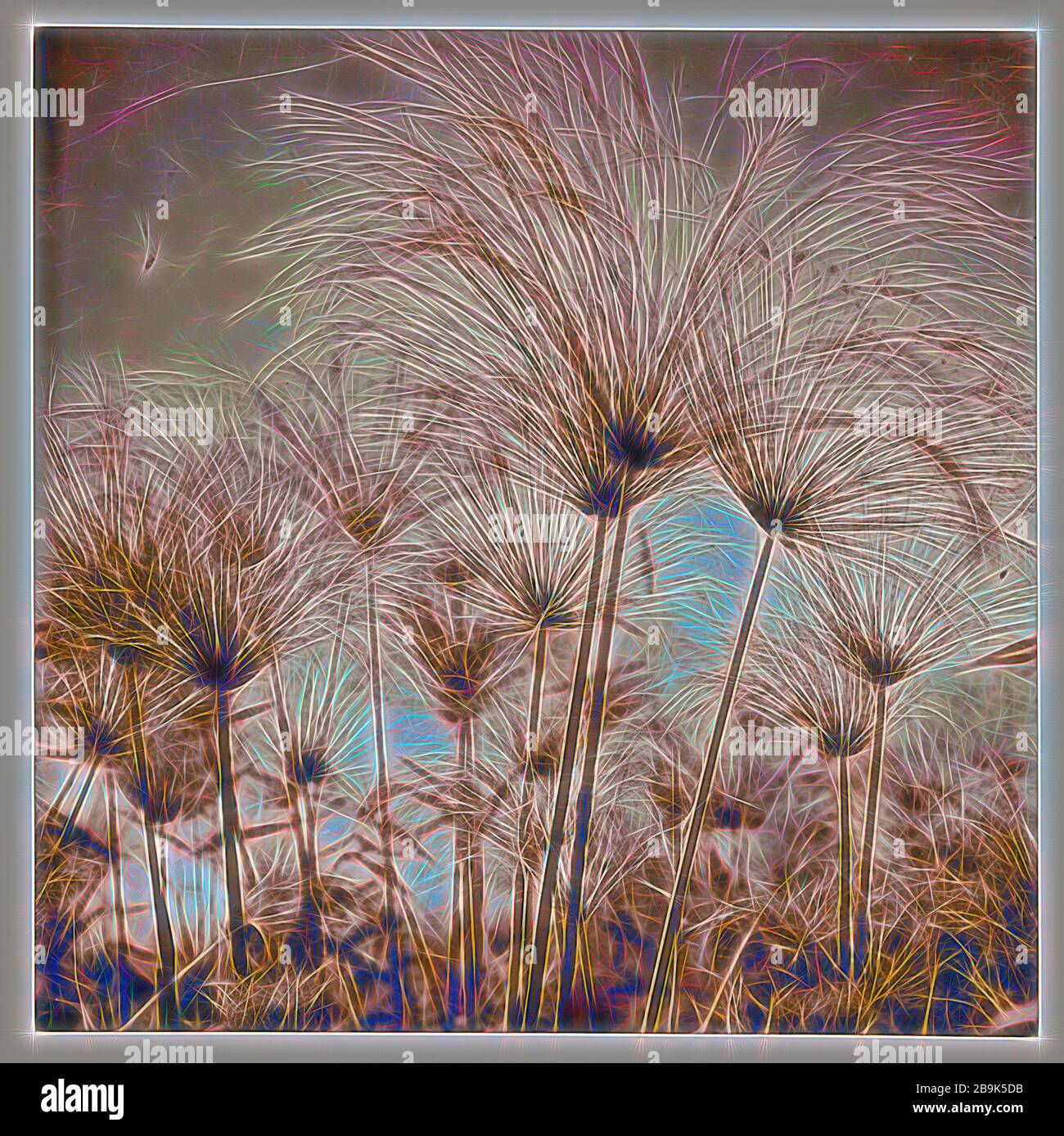 Wild flowers of Palestine. Papyrus at Lake Merom (Cyperus Papyrus L ...