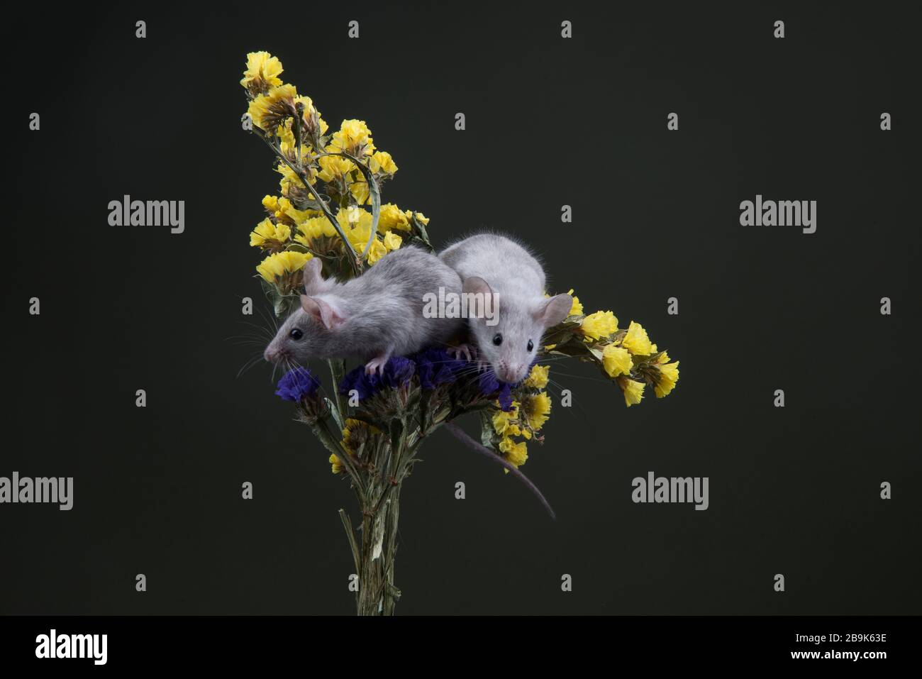 studio, mouse, rodent, animal, mammal, cute, white, isolated, rat, tail ...