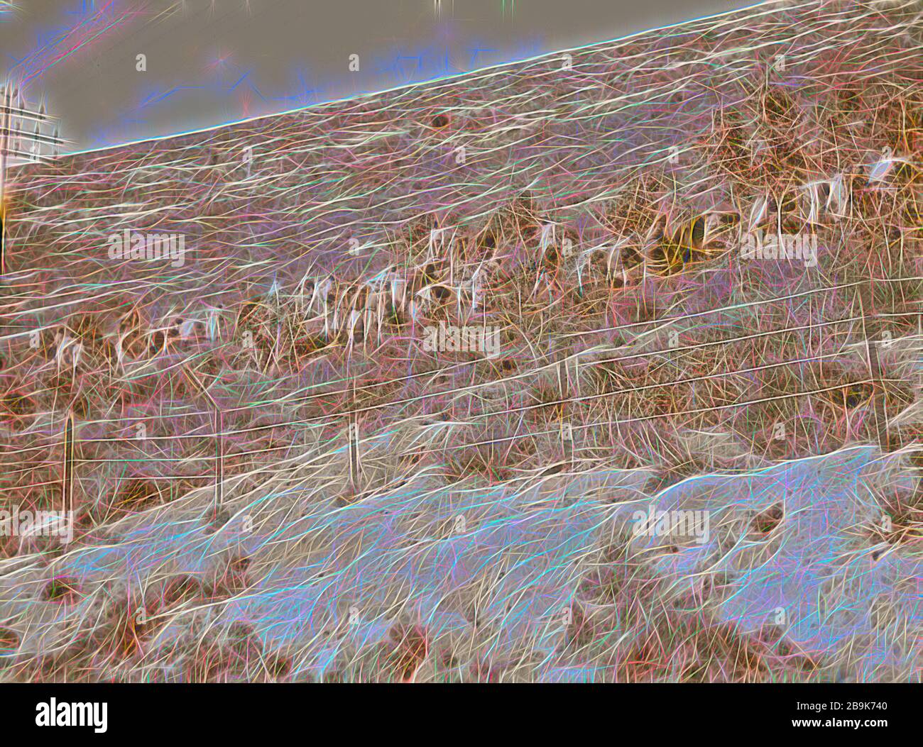 Agriculture, etc. Government reforestation near Bab el Wad. Labourers ...