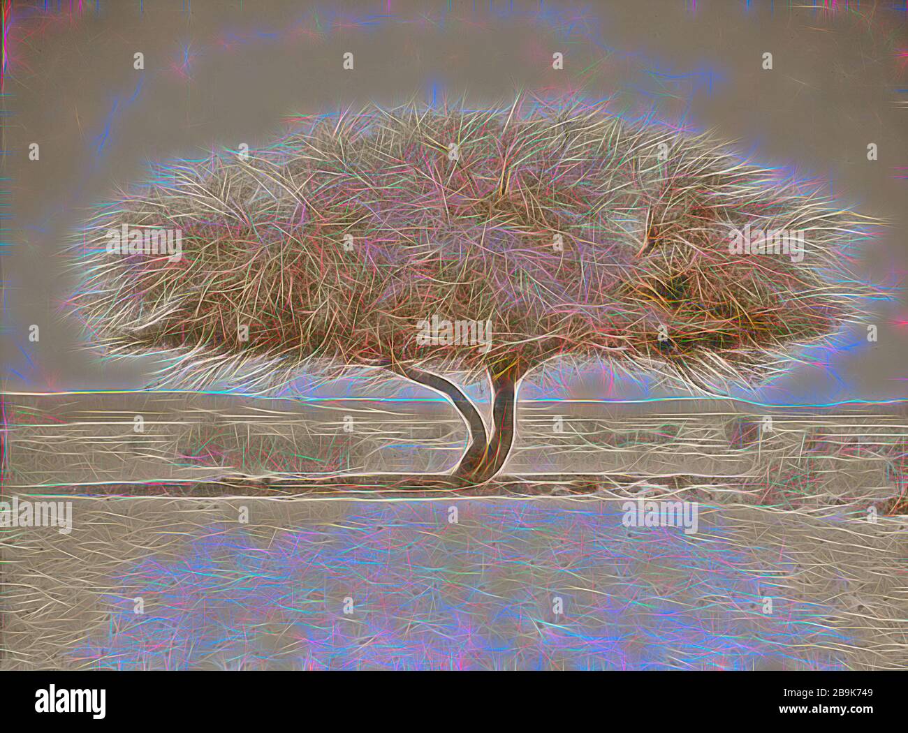 Agriculture, etc. Acacia tree in the desert near Asluj. Acacia Tortilis ...