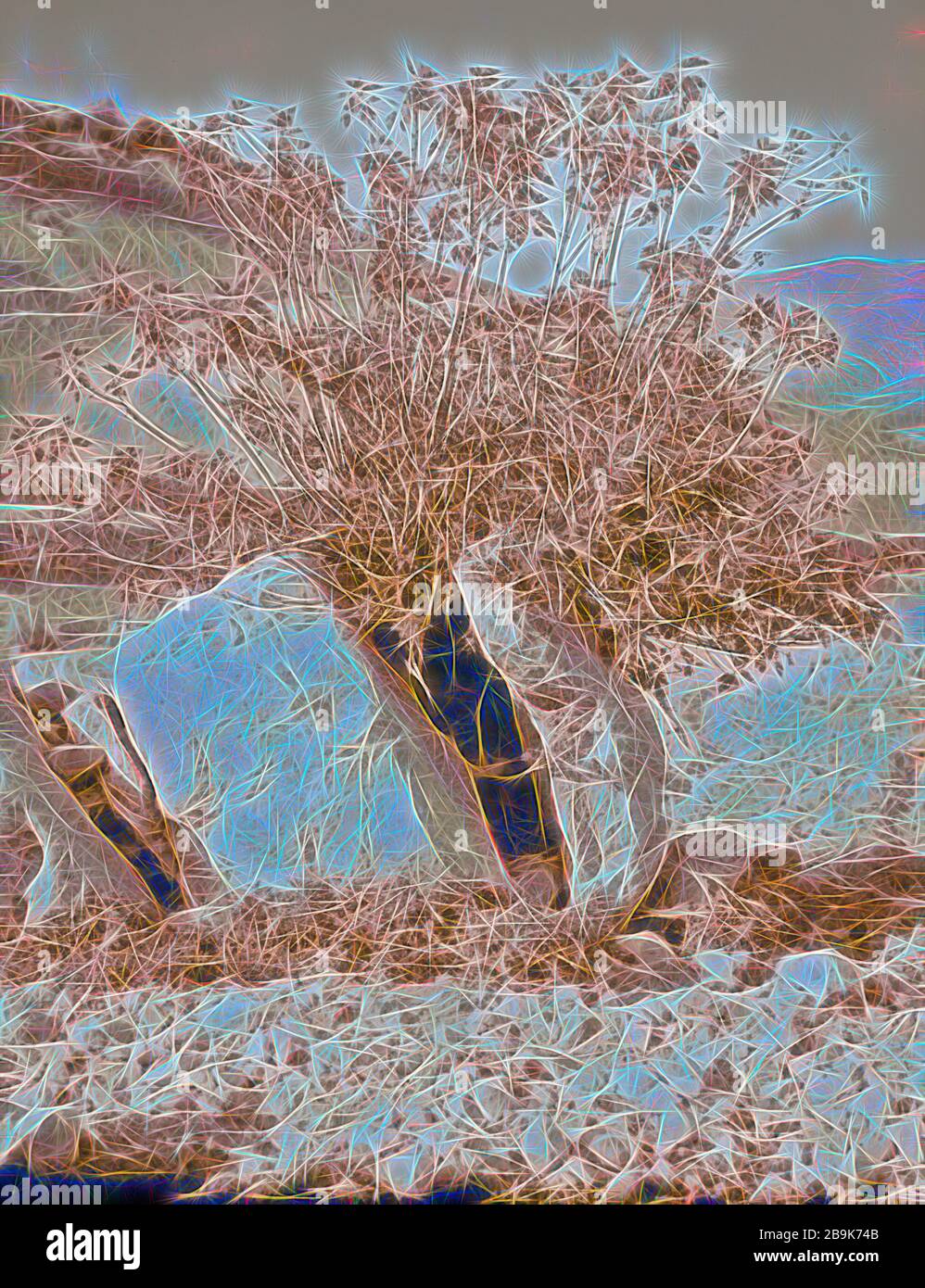 Tree splitting rock hi-res stock photography and images - Alamy