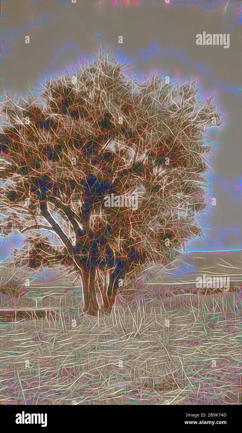 Agriculture, etc. Ziziphus Spina-Christi. (L. Wild Syrian Christ-thorn ...