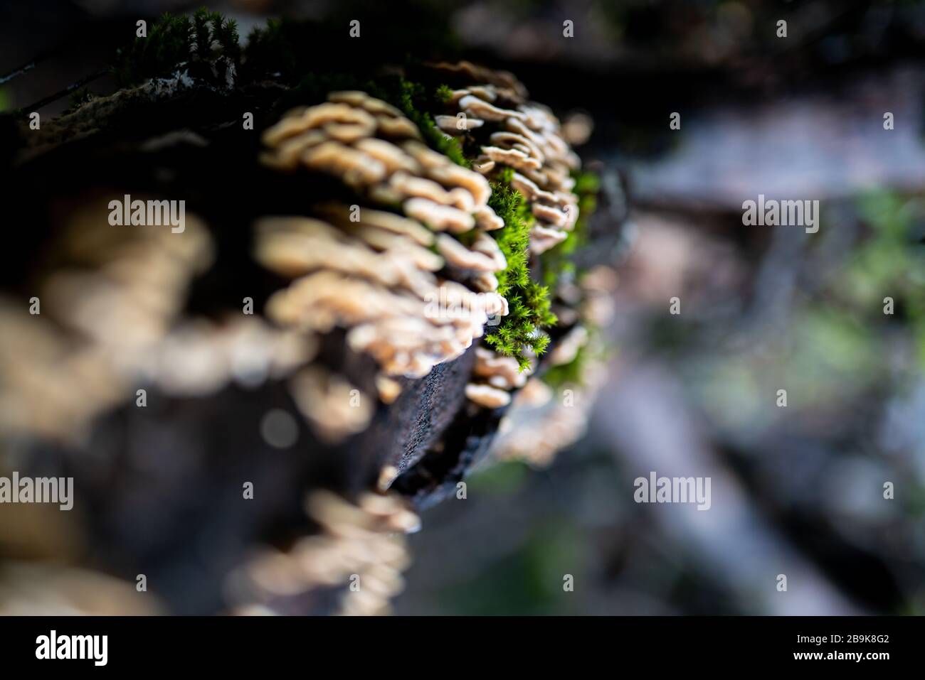 Tree with moss and fungus growing hi-res stock photography and images ...
