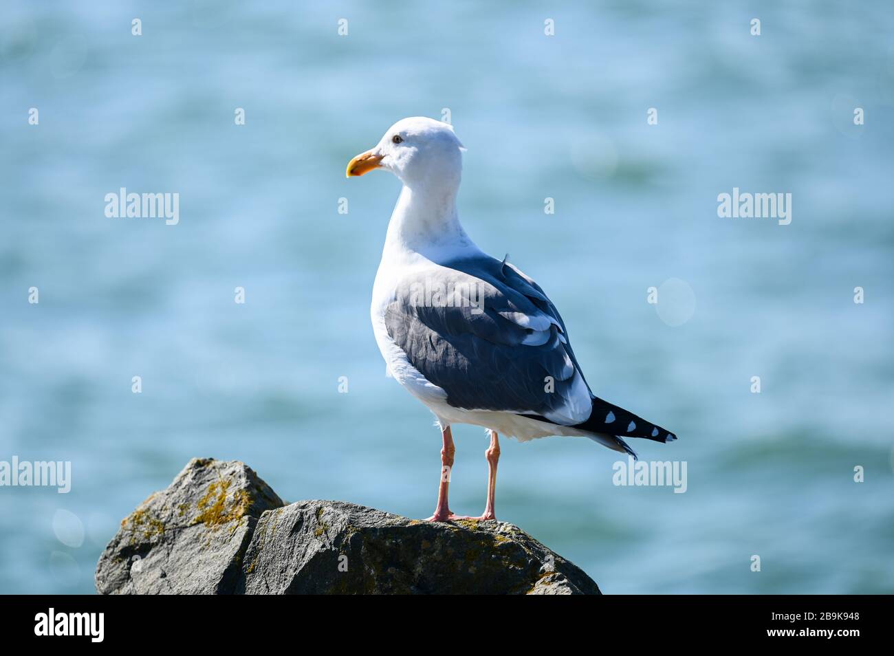Pacific seagull hi-res stock photography and images - Alamy