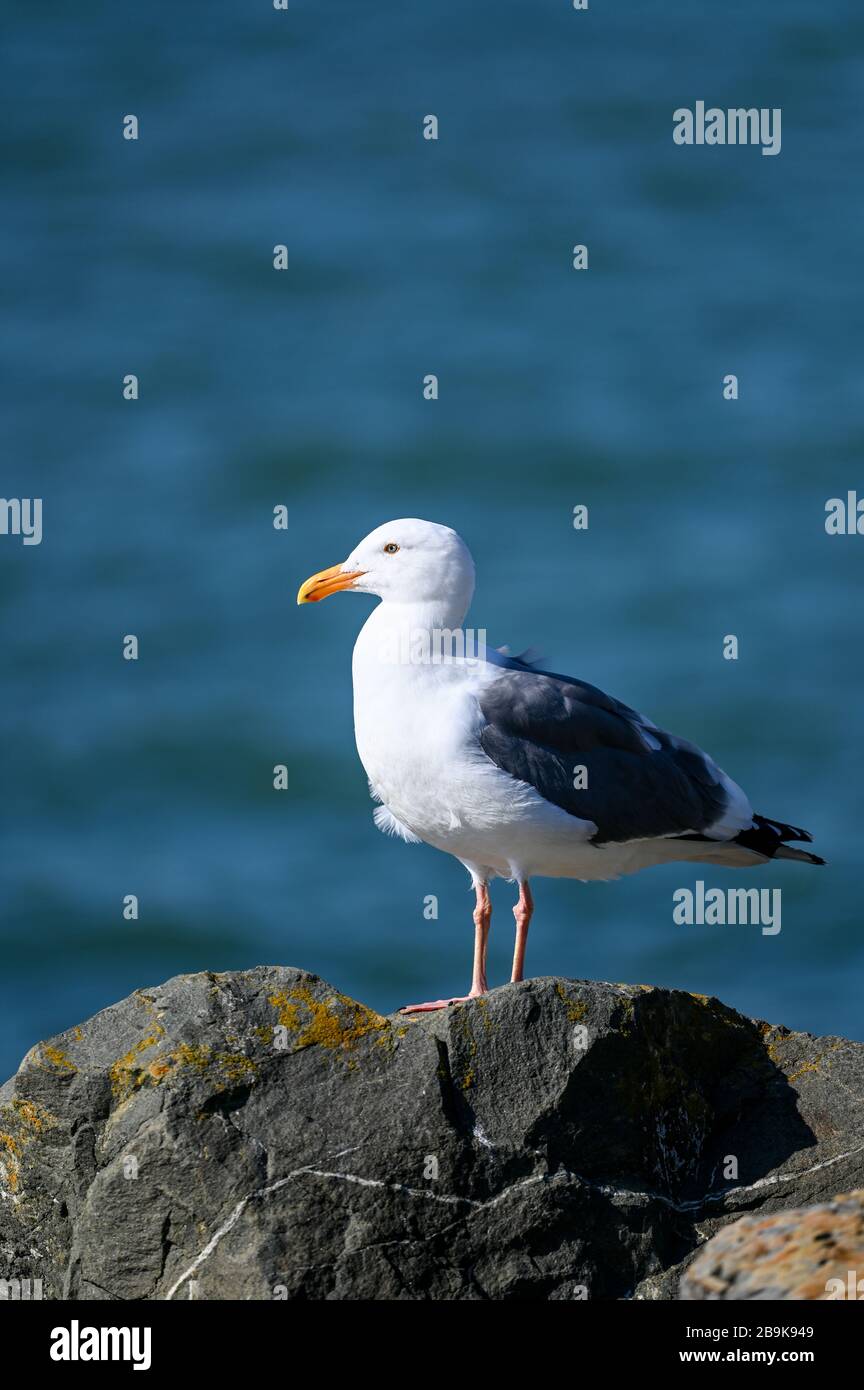 Blue ocean seagull hi-res stock photography and images - Alamy